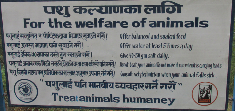 Free Equine Health Check Up Camp at Ghandruk, Kaski – ANIMAL HEALTH ...